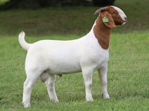JCKN Boer Goat Bucks
